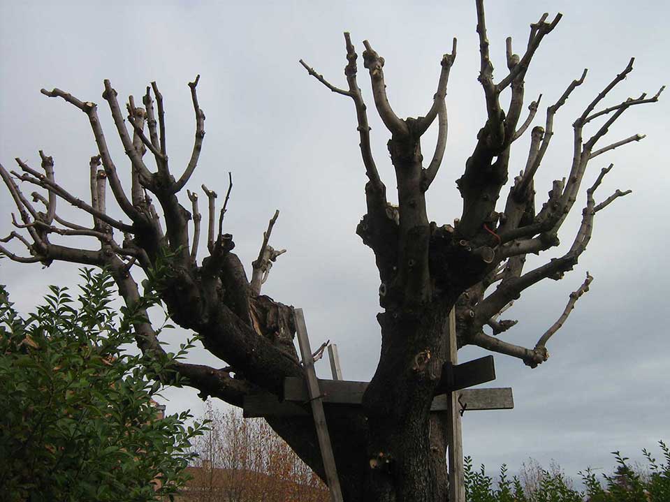 Entretien de jardins, élagage, taille de haies, tonte de gazon